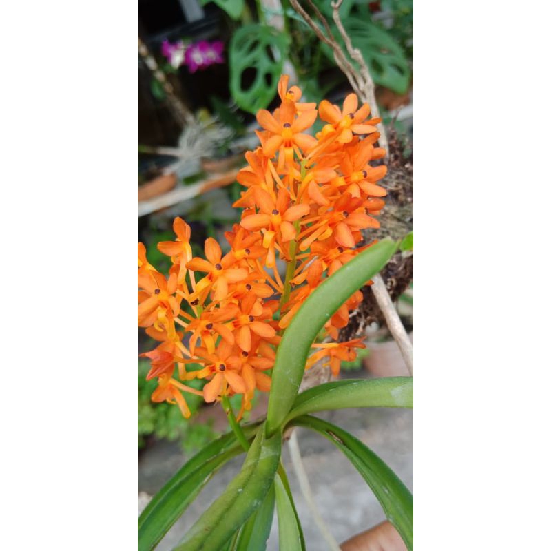 Jual Vanda mini ASCO/anggrek/Orchid/tanaman/tanamanhias/garden | Shopee ...