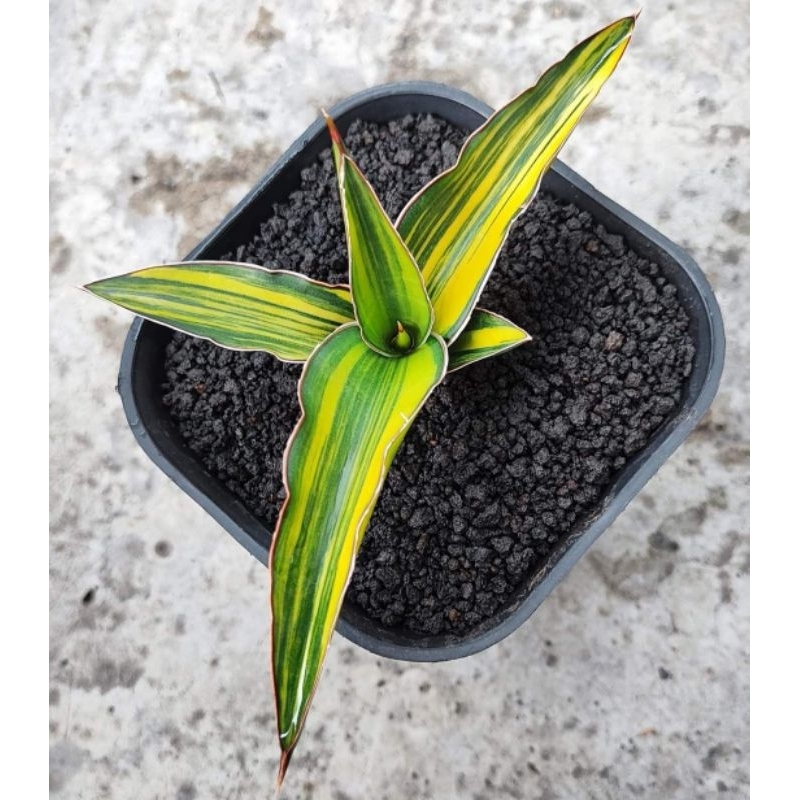 Jual Dark Green Clone varigata sansevieria lidahmertua | Shopee Indonesia