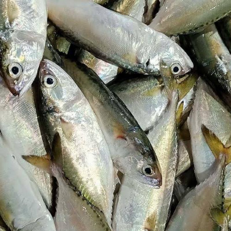 Jual Ikan Gembung / Kembung Aso (Ikan segar) | Shopee Indonesia