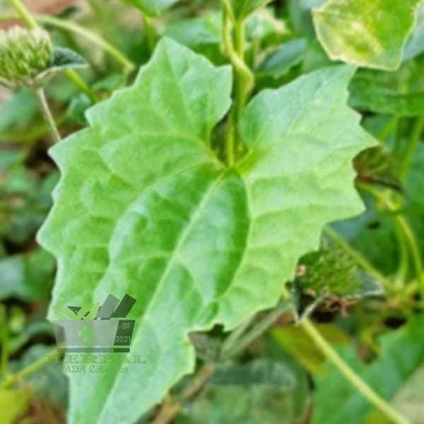 Jual Jual Daun Sembung Rambat Segar 1 kg fresh | Shopee Indonesia