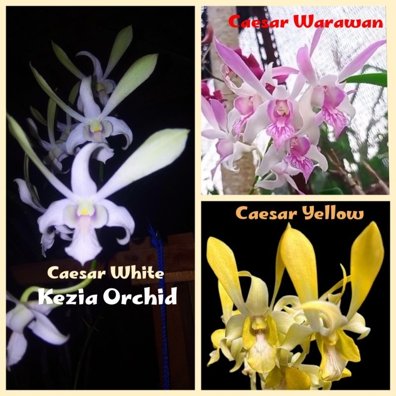 Jual Koleksi Anggrek Dendrobium Caesar: Caesar JAVA CANDY; Caesar Yellow, Caesar White, Caesar ...