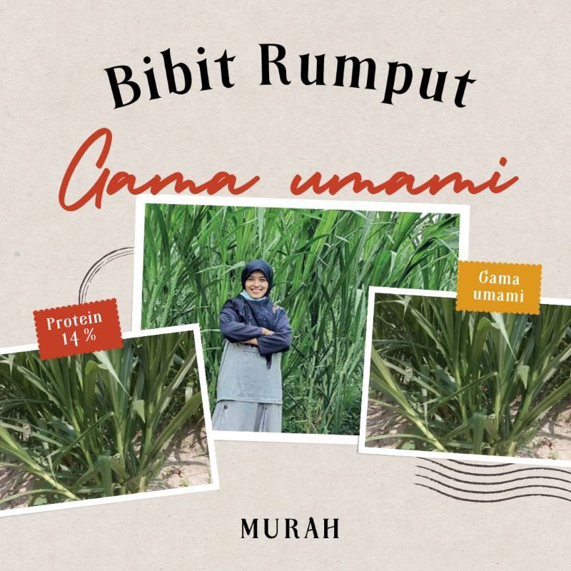Jual Bibit rumput gama umami 1Kg | Shopee Indonesia