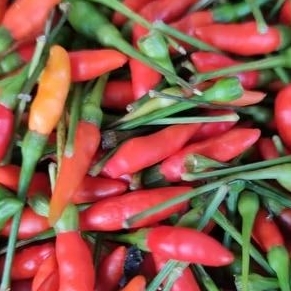 Jual lombok cabe merica merah biasa untuk lombok mie titi pasar online ...