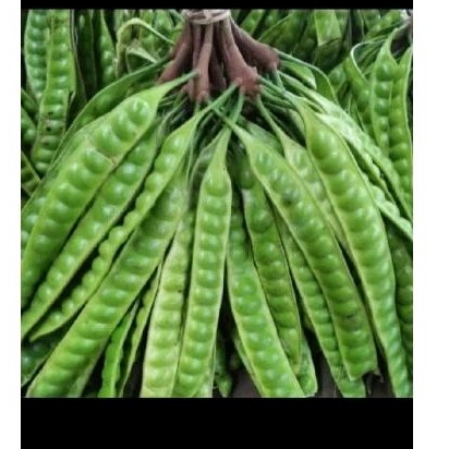 Jual Sayuran fresh Pete Jawa 10 Papan | Shopee Indonesia