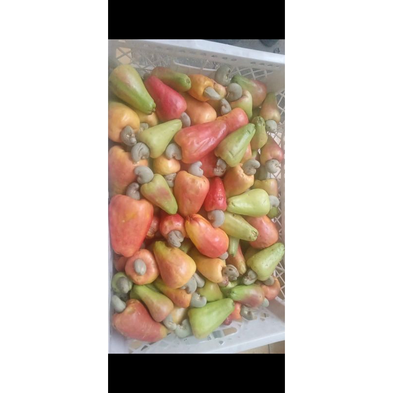 Jual Buah fresh Jambu Mede/Jambu Monyet 1kg | Shopee Indonesia