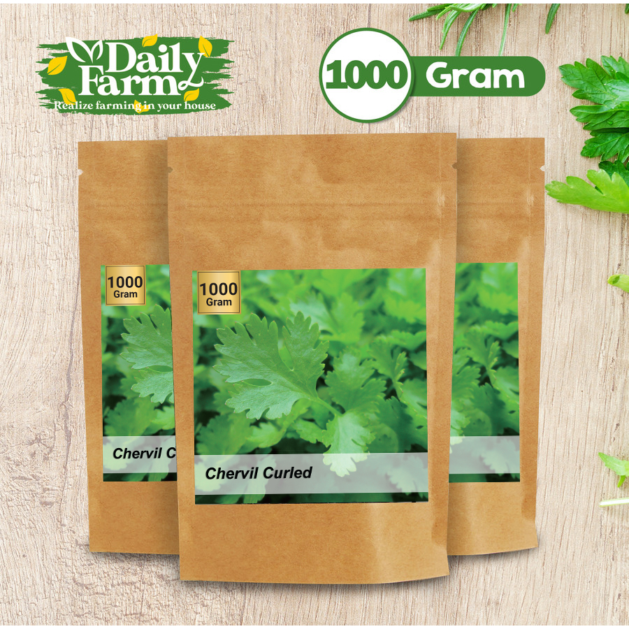 Jual Benih Chervil Curled - Chervil Curled Herb - (1000 Gram) | Shopee ...