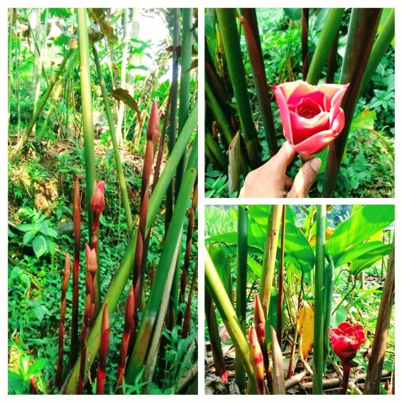 Jual bunga kecombrang merah segar 5 pcs | Shopee Indonesia