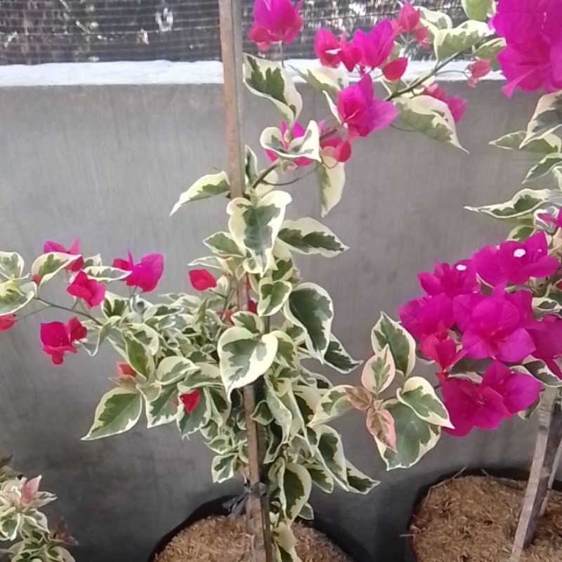 Jual tanaman bunga bugenfil merah delima /farigata putih | Shopee Indonesia