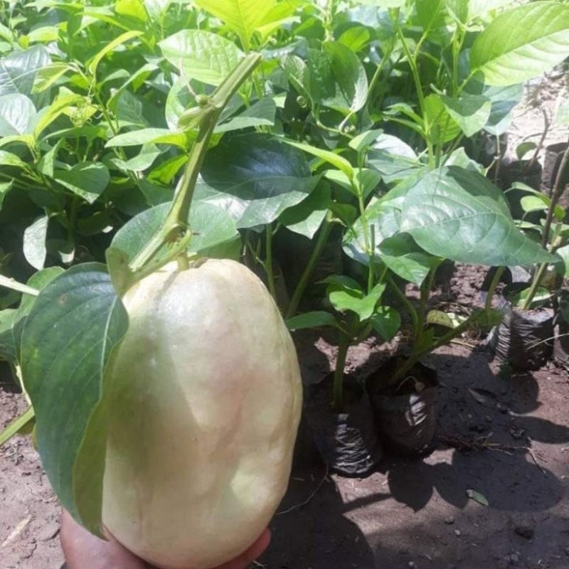 Jual bibit tanaman markisa jumbo giant | Shopee Indonesia
