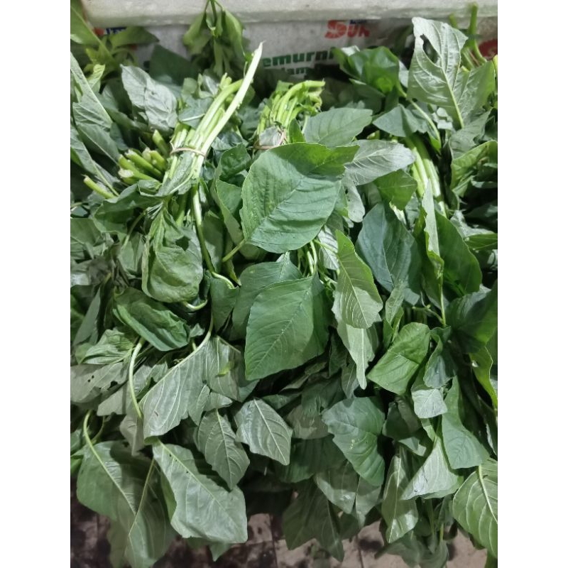 Jual BAYAM POTONG / IKAT | Shopee Indonesia