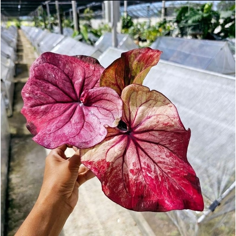 Jual CALADIUM LUKE THAI - Tanaman Hias Keladi luke thai | Shopee Indonesia