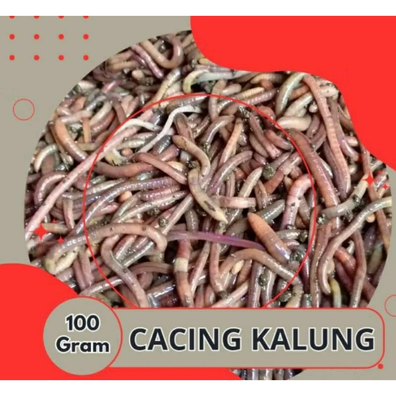 Jual Cacing Kalung Hidup 100 gram Meringankan Penyakit Maag Typus ...