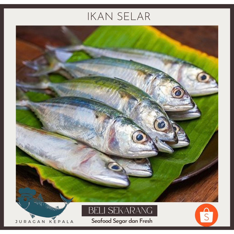 Jual IKAN SELAR KECIL SEGAR 1 KG | Shopee Indonesia