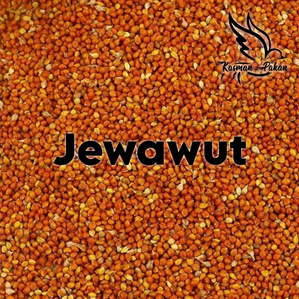 Jual Jewawut Pakan Kenari Ternak Kiloan Bersih Murah Harian 1kg ...