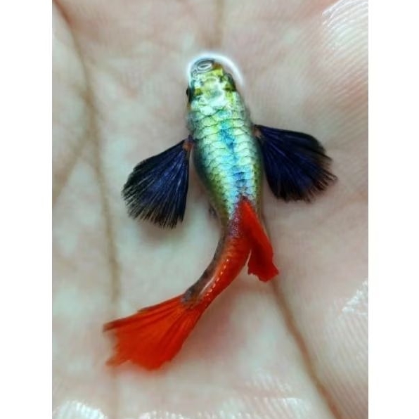 Jual 1 PSG GUPPY PLATINUM RED TAIL DUMBO EAR/PRTDE HIASAN AQUARIUM/AQUASCAPE | Shopee Indonesia