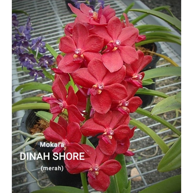 Jual Anggrek Vanda Mokara Dinah Shore / Diana Shore; Prapin Red ...