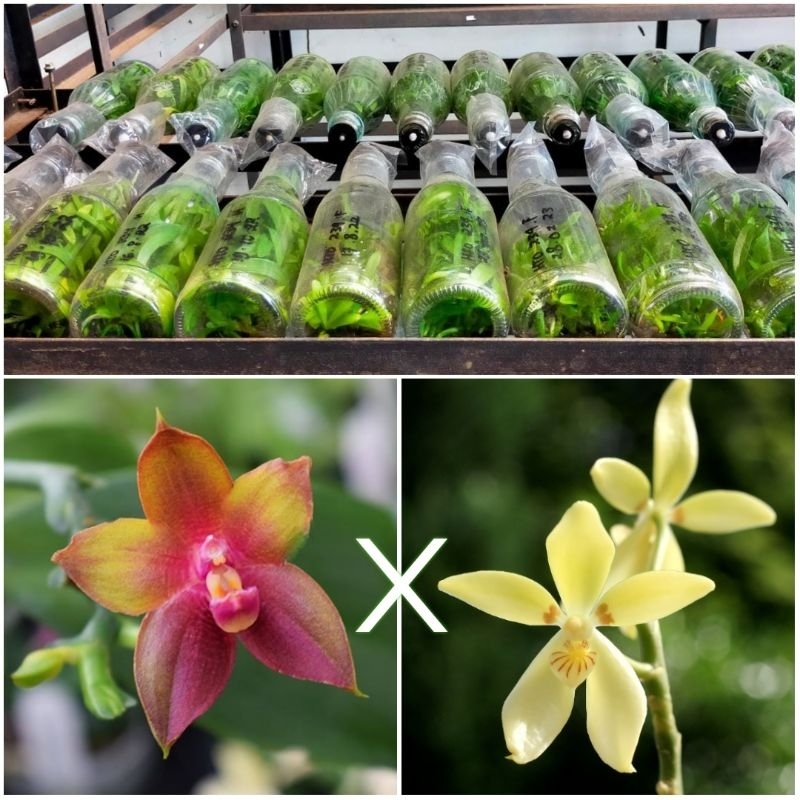 Jual Botolan Anggrek Phalaenopsis/Anggrek Bulan Summer Red & Golden ...