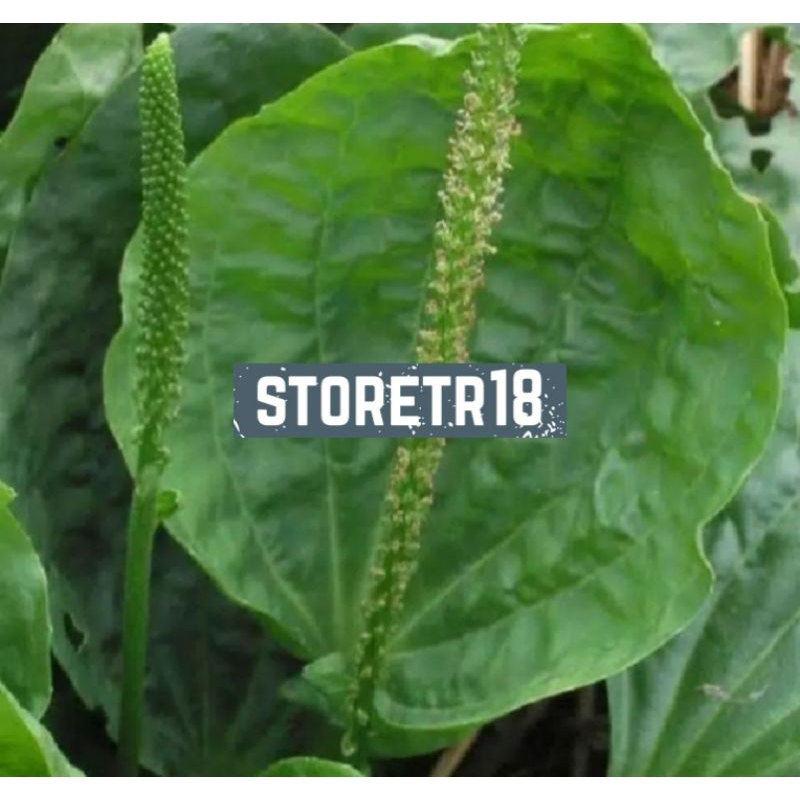 Jual Jual Daun Sendok Atau Daun Ki Urat Segar 1 Kg | Shopee Indonesia