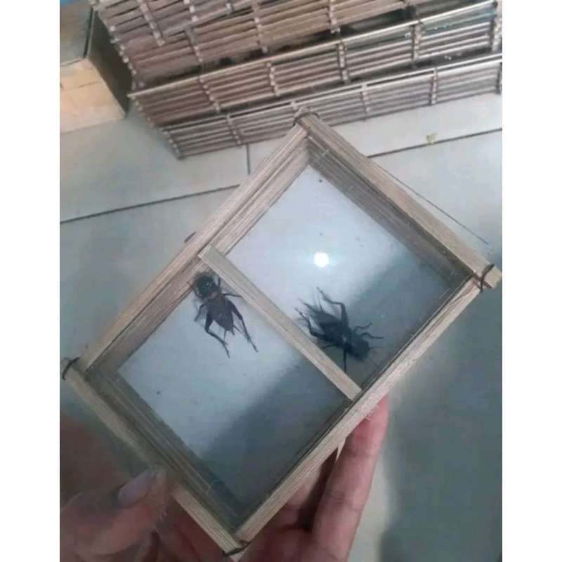 Jual untuk melatih siulan burung. asli alam liar satu kandang isi 2 ...