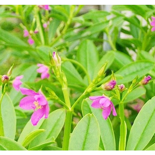 Jual Benih Sayur DAUN GINSENG JAWA - Kolesom / Som Jawa - Talinum ...