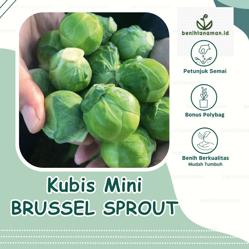 Jual 5 biji - Benih Kubis Mini Brussels Sprout | Shopee Indonesia