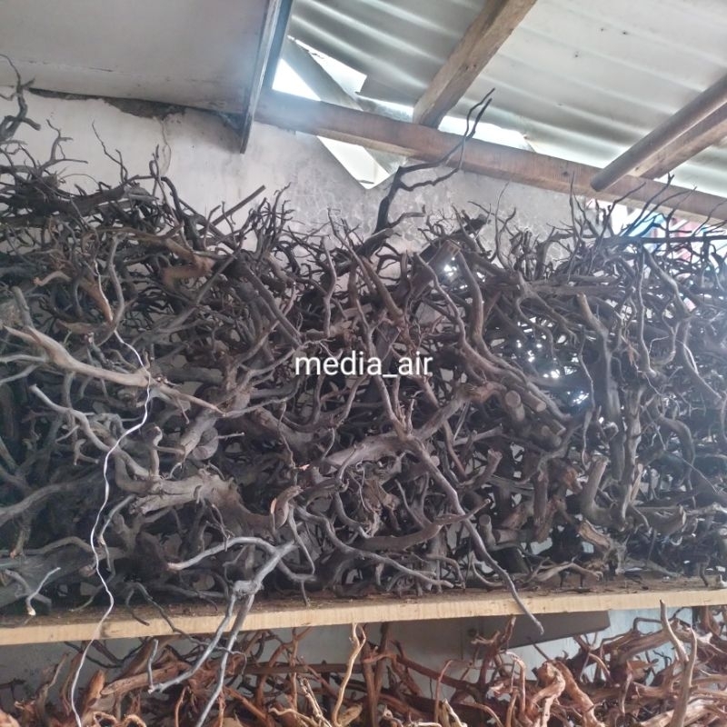 Jual akar Rasamala bebas dari Tanin / akar rendaman / akar aquarium ...