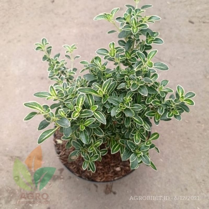 Jual Tanaman Hias Mirten Varigata Bibit Bonsai (Pohon Mirten) | Shopee ...