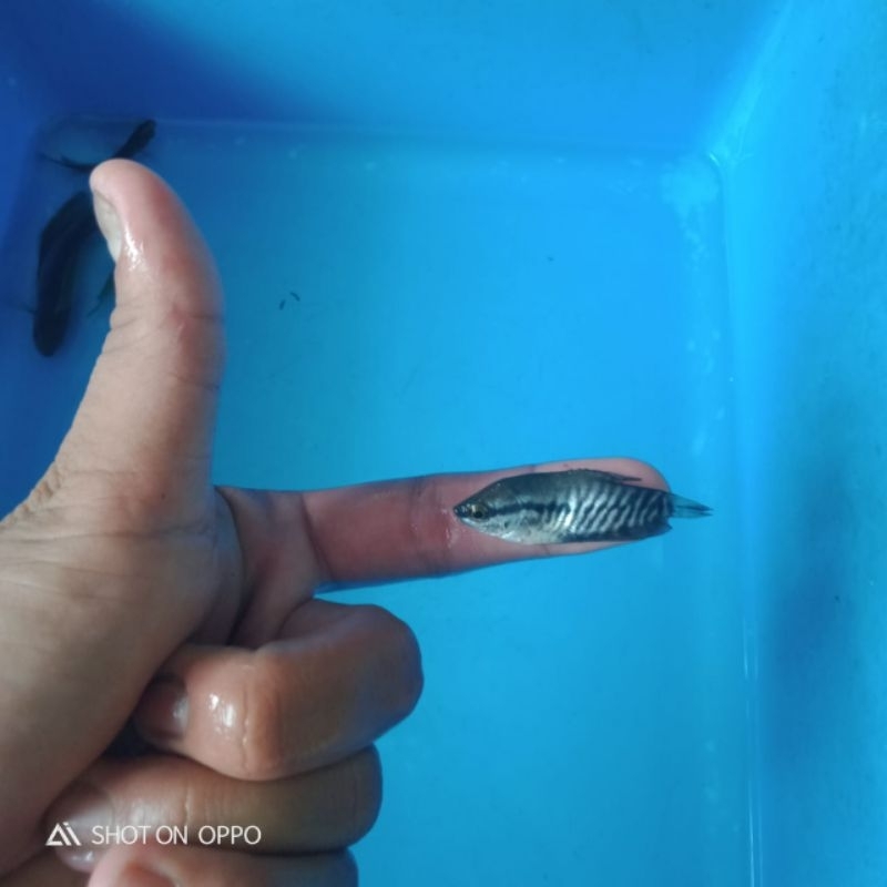 Jual Bibit ikan Sepat Siem ukuran 1 jari 3-5 cm murah berkualitas ...