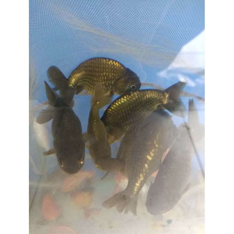 Jual GAMBAR HIASAN KOKI RANCU GREEN 7-9CM | Shopee Indonesia
