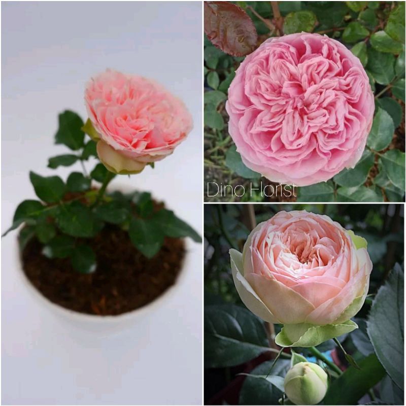 Jual Tanaman Hias Bunga Mawar Import David Austin CHARMING PIANO ...