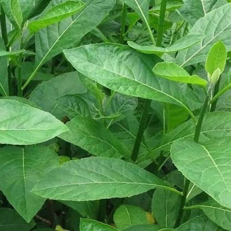 Jual DAUN KLOROFIL / AFRIKA / AFRICA SEGAR OBAT HERBAL 50 GRAM | Shopee ...
