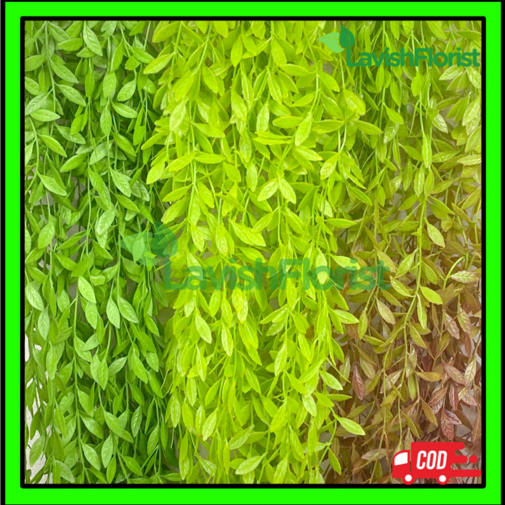 Jual [COD] Daun Juntai Likanyu Lee Kwan Yu Hoya Costa Plastik ...