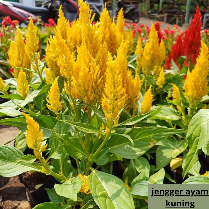 Jual TANAMAN BUNGA CELOSIA JENGGER AYAM WARNA KUNING | Shopee Indonesia