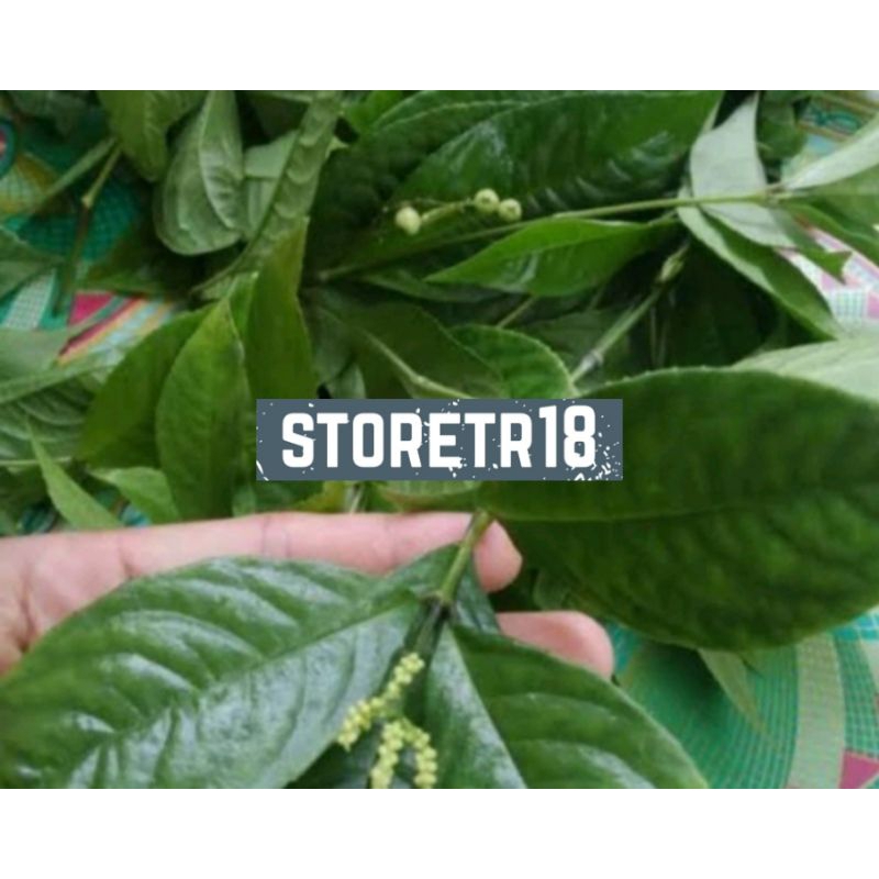 Jual Daun Keras Tulang Segar Plus Akar Per 250 Gram | Shopee Indonesia