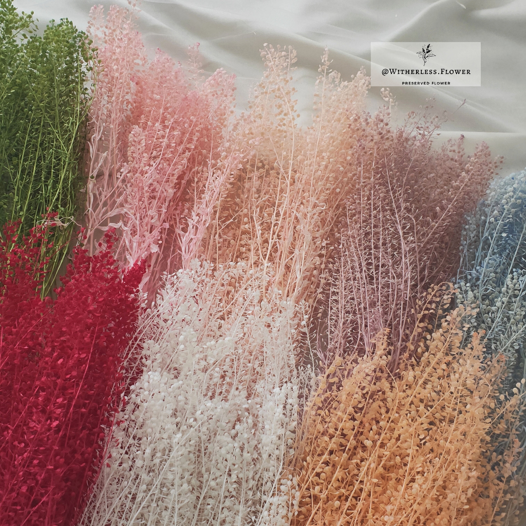 Jual 10 gr Preserved Thlaspi Pennycress / Dried Flower Awetan / Bunga ...