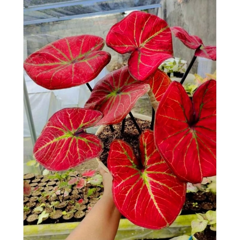 Jual Keladi Hias Tembika | Tanaman Hias Kelad Tembika | Caladium ...