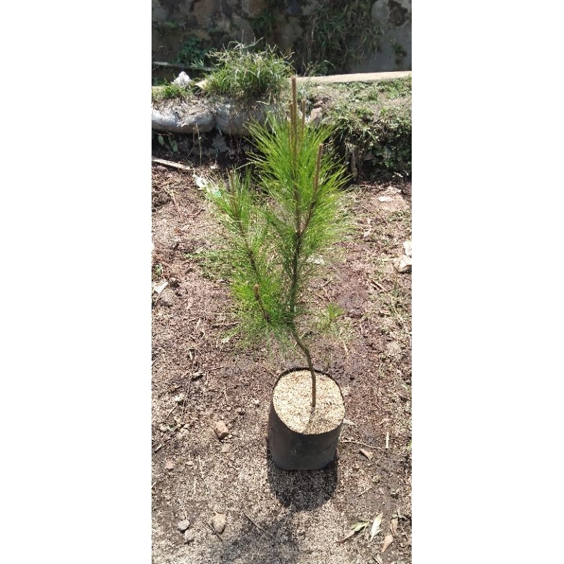 Jual POHON PINUS TINGGI -+80CM | Shopee Indonesia