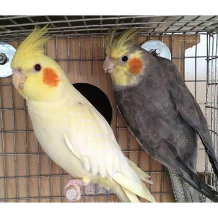 Jual Burung Falk Parkit Australia cerah dan gelap | Shopee Indonesia