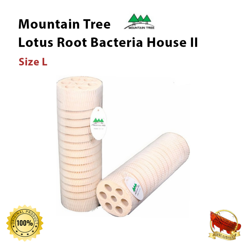 Jual Mountain Tree Lotus Root Bacteria House II Size XL Rumah Bakteri ...