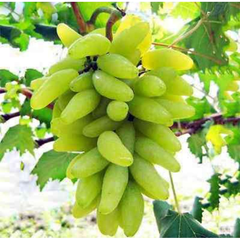 Jual Bibit anggur hijau super manis sudah berbunga(beli 2 gratis 1 ...