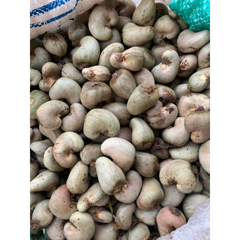 Jual BENIH KACANG MEDE / METE GELONDONG JAMBU MONYET 1 KG | Shopee ...