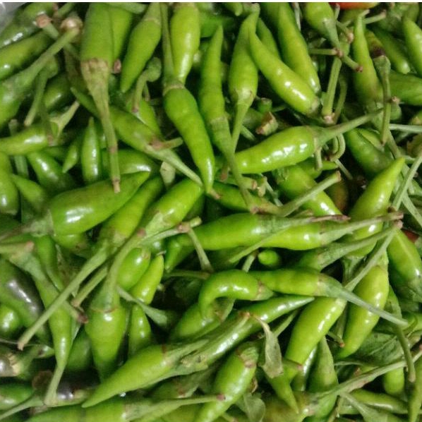Jual Cabe / cabai rawit ijo / hijau pedas 1kg | Shopee Indonesia