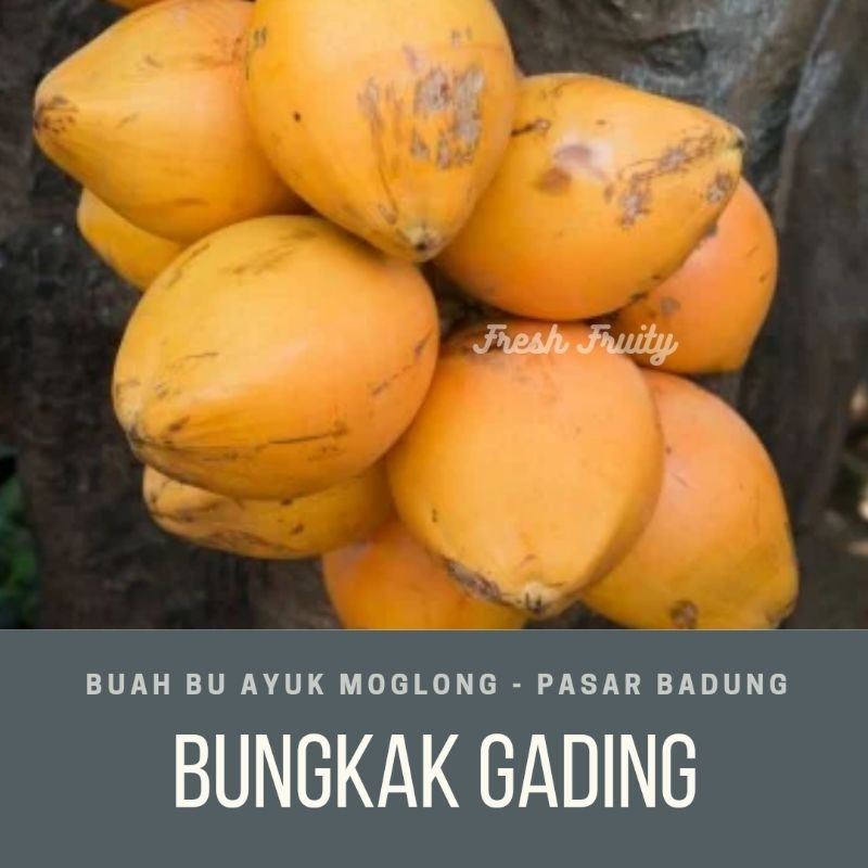 Jual bungkak gading atau kelapa kuning/pcs | Shopee Indonesia