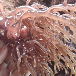 Jual Rumput laut merah ager laut jepun laut eucheuma cottonii segar ...