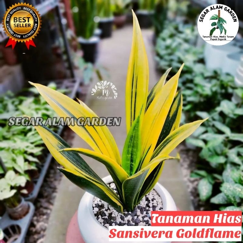Jual Tanaman Hias Sansivera Gold Flame - Sansivera gold flame | Shopee ...