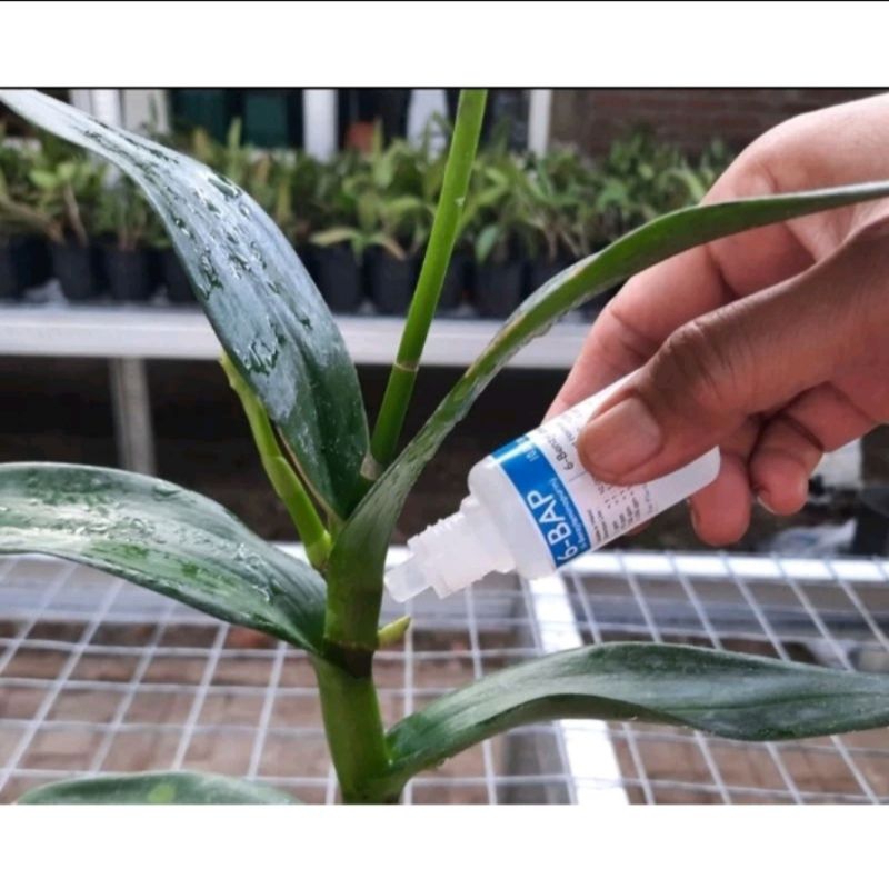 Jual HORMON BAP 6 BA BENZYLAMINO PURIN 30Ml Hormon Anggrek Hormon ...