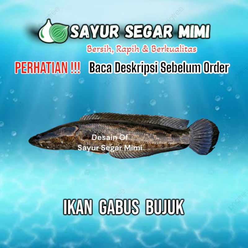Jual Ikan Gabus Bujuk - SAYUR SEGAR MIMI PALEMBANG | Shopee Indonesia Jual Ikan Gabus Bujuk - SAYUR SEGAR MIMI PALEMBANG | Shopee Indonesia