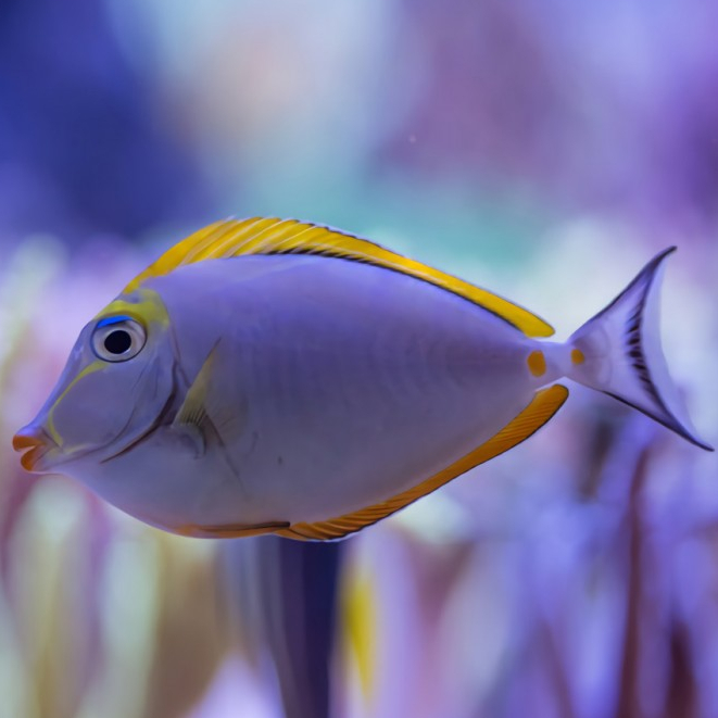 Jual Ikan Naso Padang / Blonde Naso Tang / Air Laut / Tankmate Nemo ...