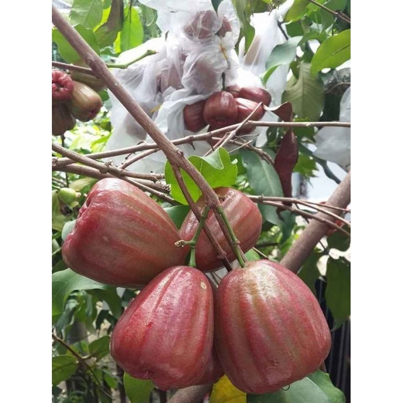 Jual bibit jambu air dalhari manis pol | Shopee Indonesia