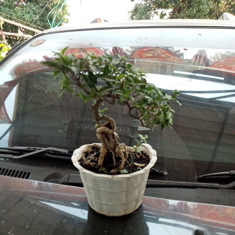Jual Bonsai Sakura micro mini | Shopee Indonesia